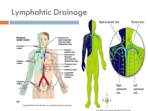 Tongue Cancer Lymphatic Drainage At Dean Ransford Blog