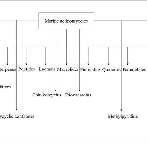 Different Secondary Metabolites Produced By Marine Actinomycetes
