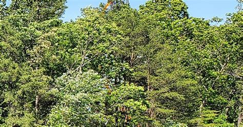 Jersey Devil Six Flags Great Adventure From Prospertown Lake Album
