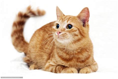 Кота на белом фоне картинки и фото Koshka Top