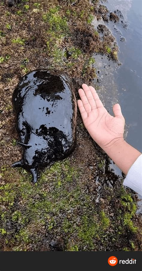 Goth Doom Slug R Cremposting
