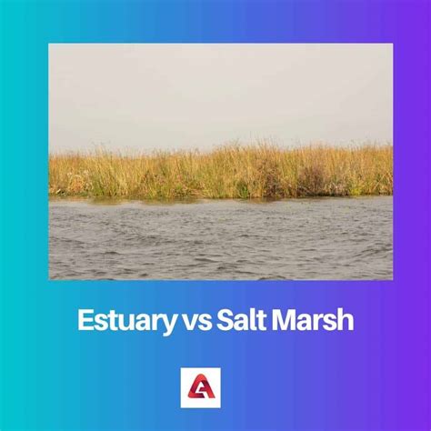 Estuary Vs Salt Marsh Difference And Comparison
