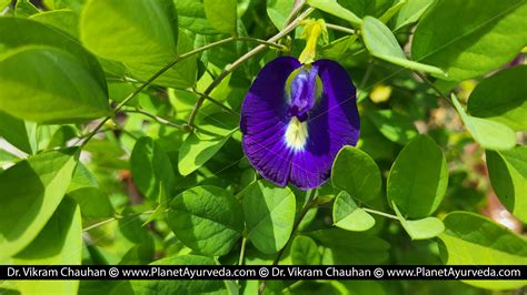 Clitoria Ternatea Aparajita Butterfly Pea A Comprehensive Guide