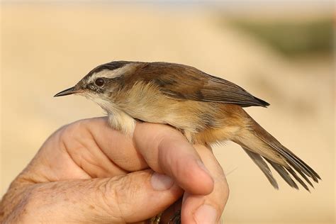 Birds Of Saudi Arabia Ringing Again Jubail