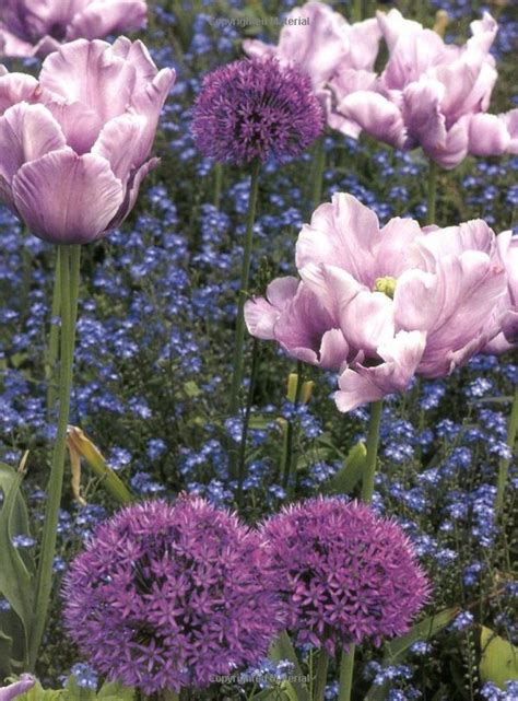 Plantas Y Flores Combinación De Colores Plantas