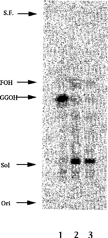 Figure 2 From Cloning And Functional Pyrophosphate Synthaseexpression Of A Novel Geranylgeranyl