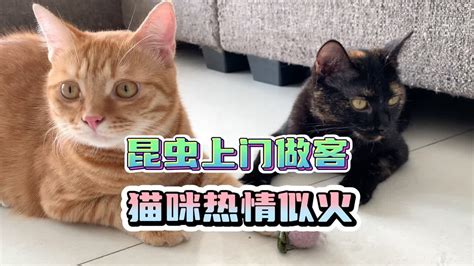 漂亮的小昆虫上门做客，三只猫咪热情似火！ Youtube