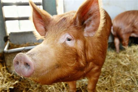 Two Small Pigs Standing Next To Each Other In Hay