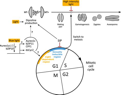 A Hypothetical Model For The Influence Of Light On The Vegetative And Download Scientific