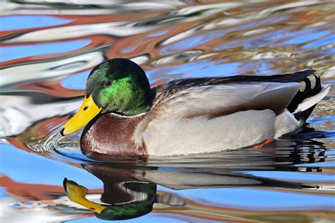 Mallard Duck Bird Aquatic Free Photo On Pixabay Pixabay