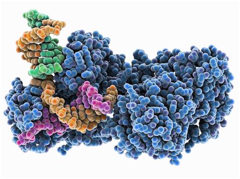 DNA Repair Enzyme Molecular Model 1 Photograph By Science Photo Library Fine Art America