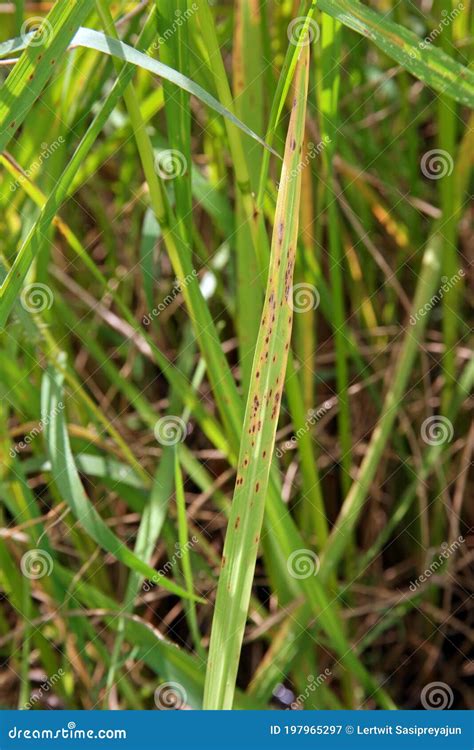 Plant Disease Rice Leaf Disease Stock Image Image Of Growth Farmer