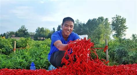 河南小伙種植辣椒一畝辣椒賣兩萬年銷7000萬他是這麼做到的？ 每日頭條