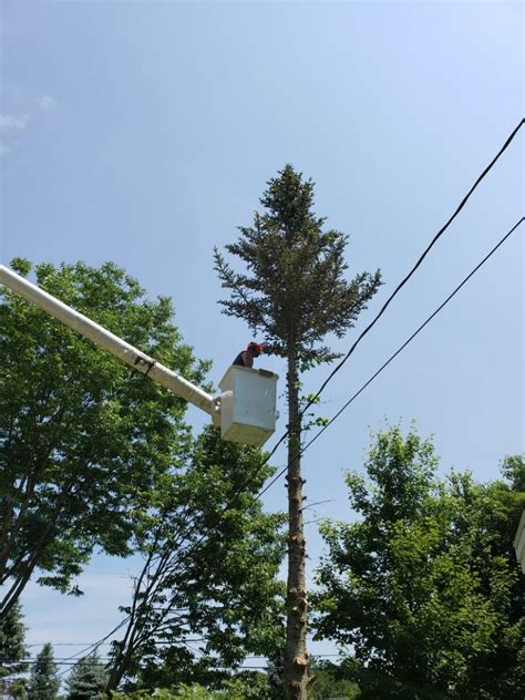 Professional Tree Trimming Epping NH AAI Tree Service