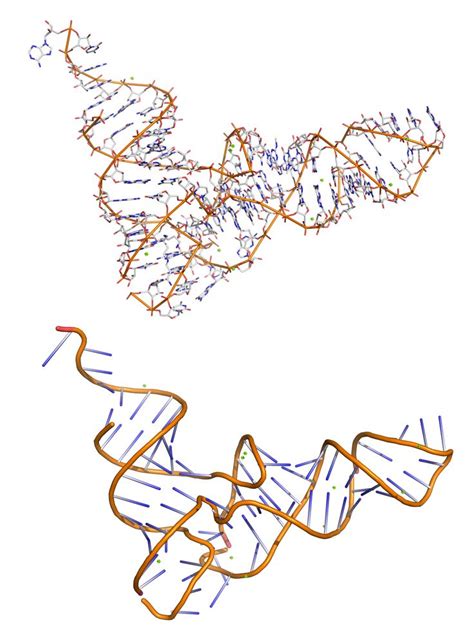 Solving The Structure Of Yeast Trna A Breakthrough In Molecular Biology