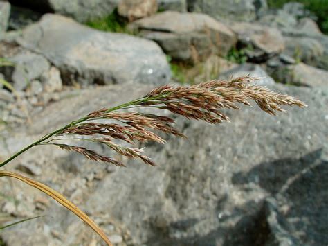 Calamagrostis Canadensis Bluejoint Canada Reed Grass Go Botany