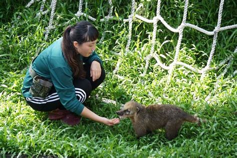 壽山動物園迎嬌客 長鼻浣熊首亮相 生活 中時