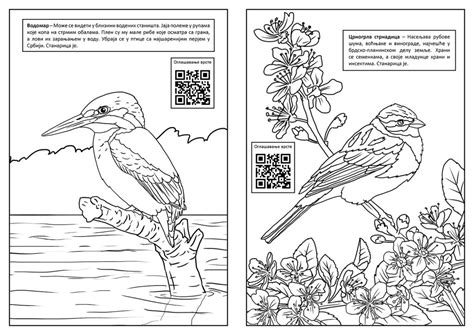 Bojanka Ptice Srbije