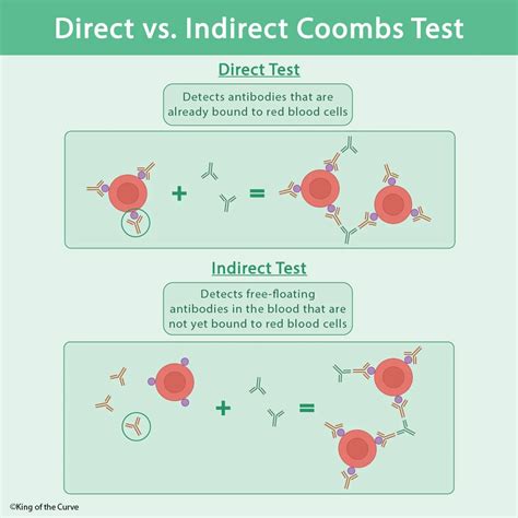 🧪 Direct Vs Indirect Coombs Test Understanding The Difference — King Of The Curve