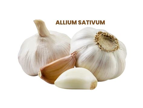 Allium Sativum A