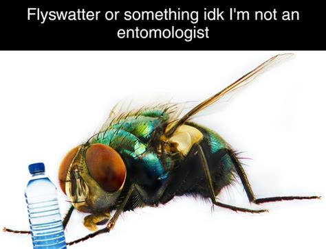 Bug Scientist For All You Dummies Rmemes