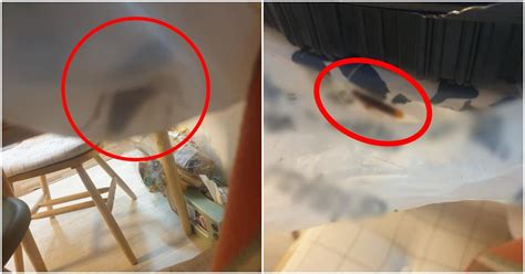 찜닭과 함께 배달된 바퀴벌레 경악환불 안 된대요 Snsfeed 제휴콘텐츠 제공 실시간 핫이슈