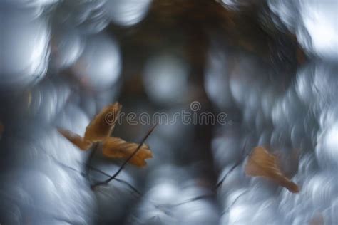 Woodland Swirly Bokeh Stock Image Image Of Life Glass 88484087