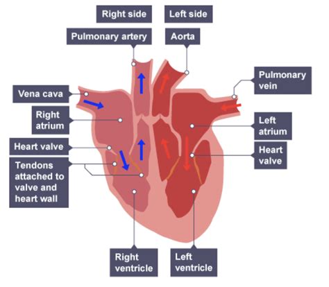 Diagram Of The Heart Gcse Quizlet