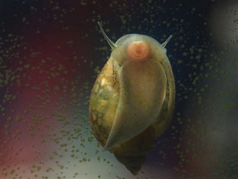 Worst Snails For Betta Snail Might