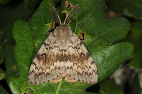 European Lepidoptera And Their Ecology Lymantria Dispar