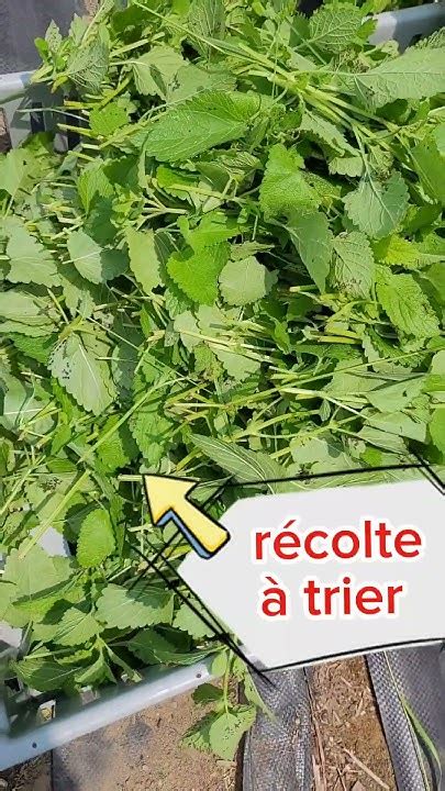 Récolter La Mélisse Melissa Officinalis Une Plante Cultivée Au
