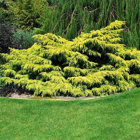 Old Gold Juniper For Sale Online The Tree Center