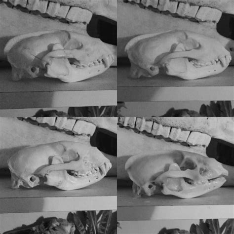 Do You Know If Sagittal Crest Size On Badger Skulls Is An Indicator Of