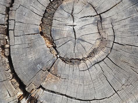 Premium Photo A Close Up Of A Tree Trunk With A Ring Of Rings