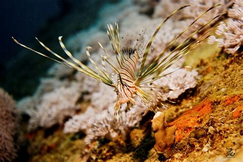 E Artsource Pictures