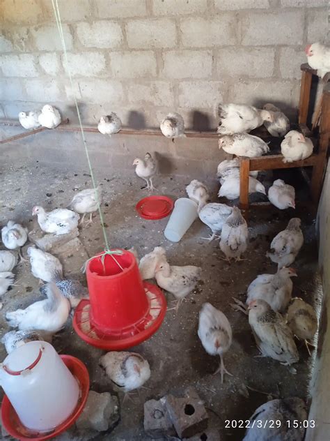 Sasso Chickens 🐔 Zimbabwe