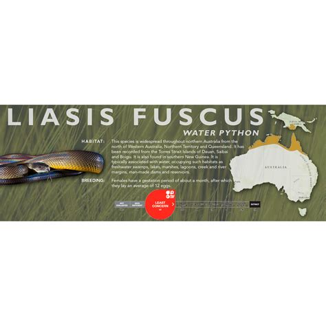Water Python Liasis Fuscus Classic Vivarium Label Cloud Forest Design