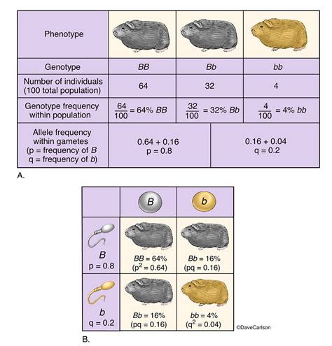 Hardy Weinberg Principle Ploramed