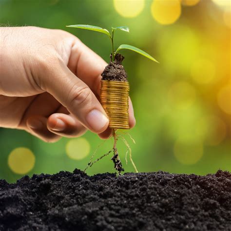 Multas Ambientais Podem Se Tornar Projetos Sustentáveis Descubra Como