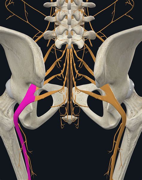 Sciatic Nerve Anatomy Pelvis