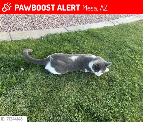 Mesa Az Lost Male Cat Micio Is Missing Pawboost