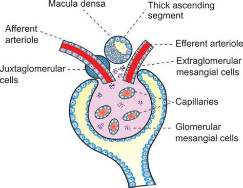 Juxtaglomerular Cells Function
