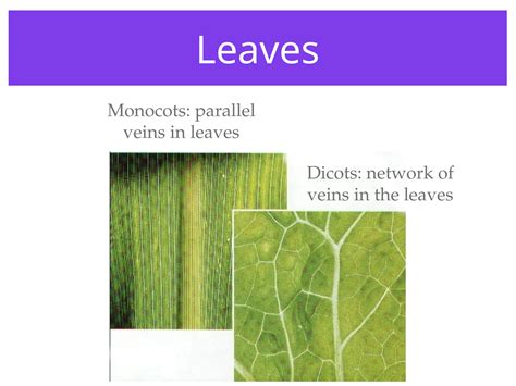 Slide Tentang Plant Tissue Atau Jaringan Tumbuhan Ppt