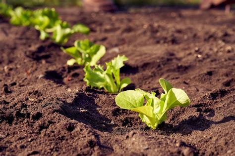 Australian Grow Guide Lettuce Ultimate Backyard