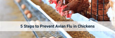 5 Steps To Prevent Avian Flu In Chickens In 2023