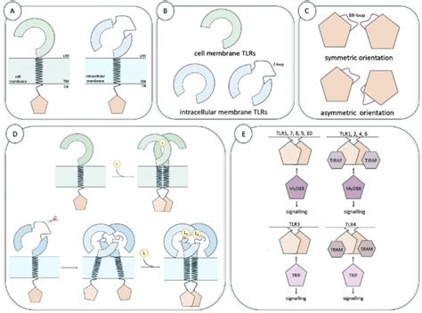 Structural Organisation And Potential Toll Like Receptors Tlrs