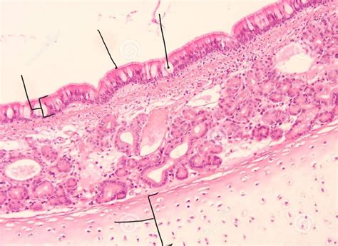 Trachea Under Microscope Diagram Quizlet
