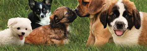 Watch Puppy Party 2009 Free Movies Tubi
