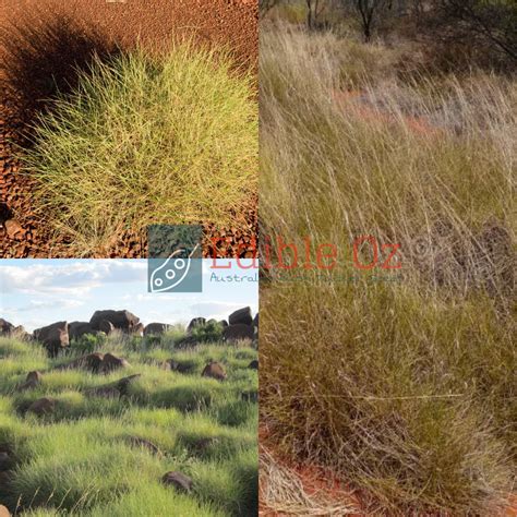 Hummock Grass Soft Spinifex Triodia Pungens Tjinalpa Seeds