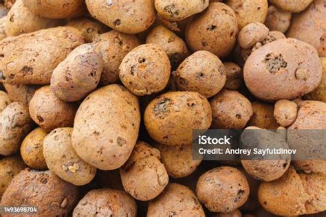 Expanded Clay Small Lumps Of Clay Used In Construction And For Growing